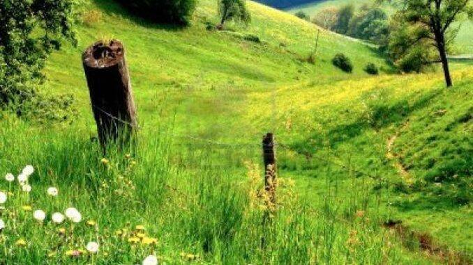 Pășuni de închiriat de la stat: suprafețele de la ADS disponibile în ...