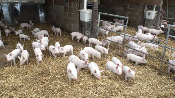 În plină epidemie de pestă, la Constanța se face o nouă fermă de porci