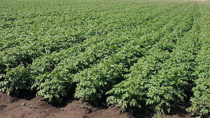 Hodor Janos, fermierul care obține an de an o producție bună de cartofi