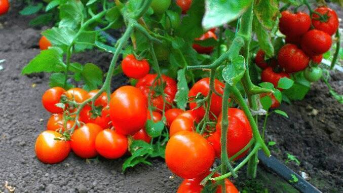 Oltena F1, noua roșie-vedetă de la AGROSEL. Productivitatea tomatelor ...