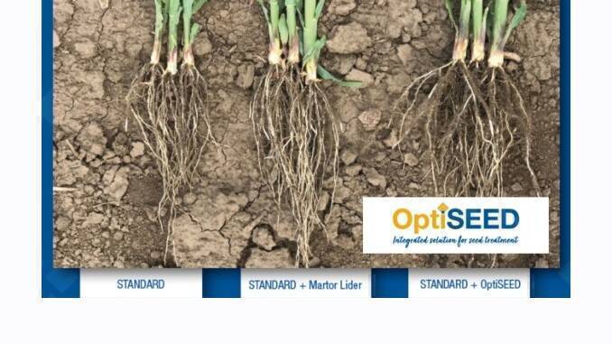 OPTISEED CONCEPT: NOUA SOLUȚIE PENTRU TRATAREA SEMINȚELOR DE PORUMB ...