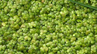 Lintea de apă sau ”caviarul verde” – o nouă legumă cultivată la nivelul UE