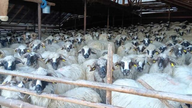 Prețul mieilor este în creștere. Medic veterinar: ”Cererea este imensă ...