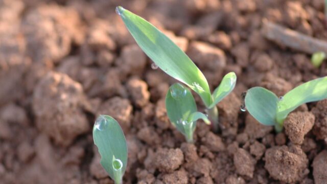 Cultivarea sorgului. Plantare, îngrijire, toxicitate