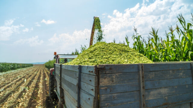 APIA a început autorizarea la plată pentru subvenția la porumb siloz!