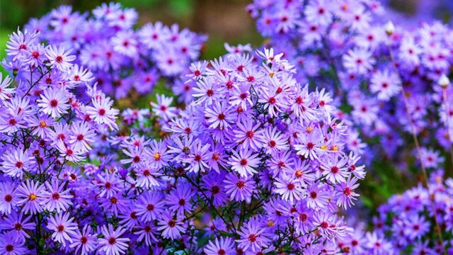 Flori care se plantează în august și înfloresc în septembrie