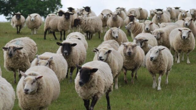 Focar de limbă albastră confirmat la o fermă de ovine din Bulgaria