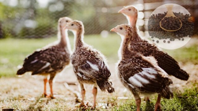 Piper negru pentru puii de curcan. Beneficii, administrare