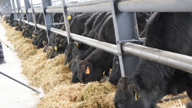 Ministrul Agriculturii, în vizită la ferma lui Gigi Nețoiu: ”Susțin în ...