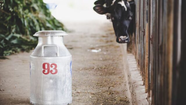 Mai mulți litri de lapte pe zi. Vacile Holstein devin din ce în ce mai ...