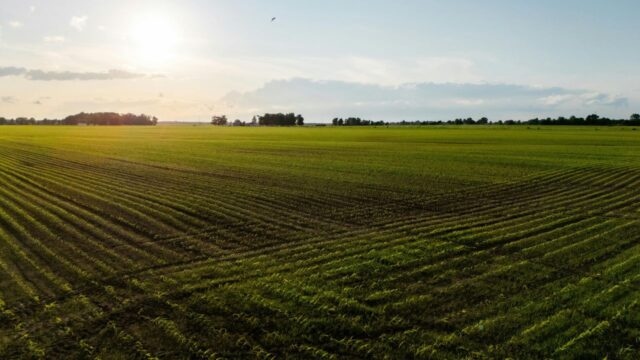Un grup olandez cu 800 de hectare se retrage din România. Terenurile ...