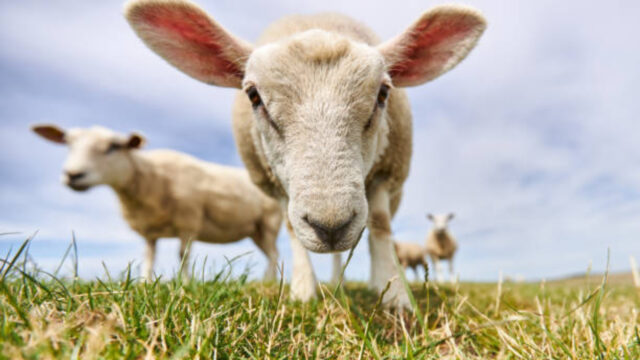 ANTZ ovine și caprine – cuantumurile care intră la plată!