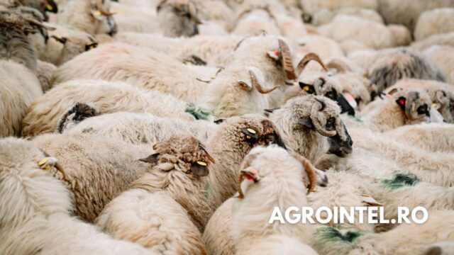 Comisia Europeană a prelungit interdicția pentru exportul de ovine și ...